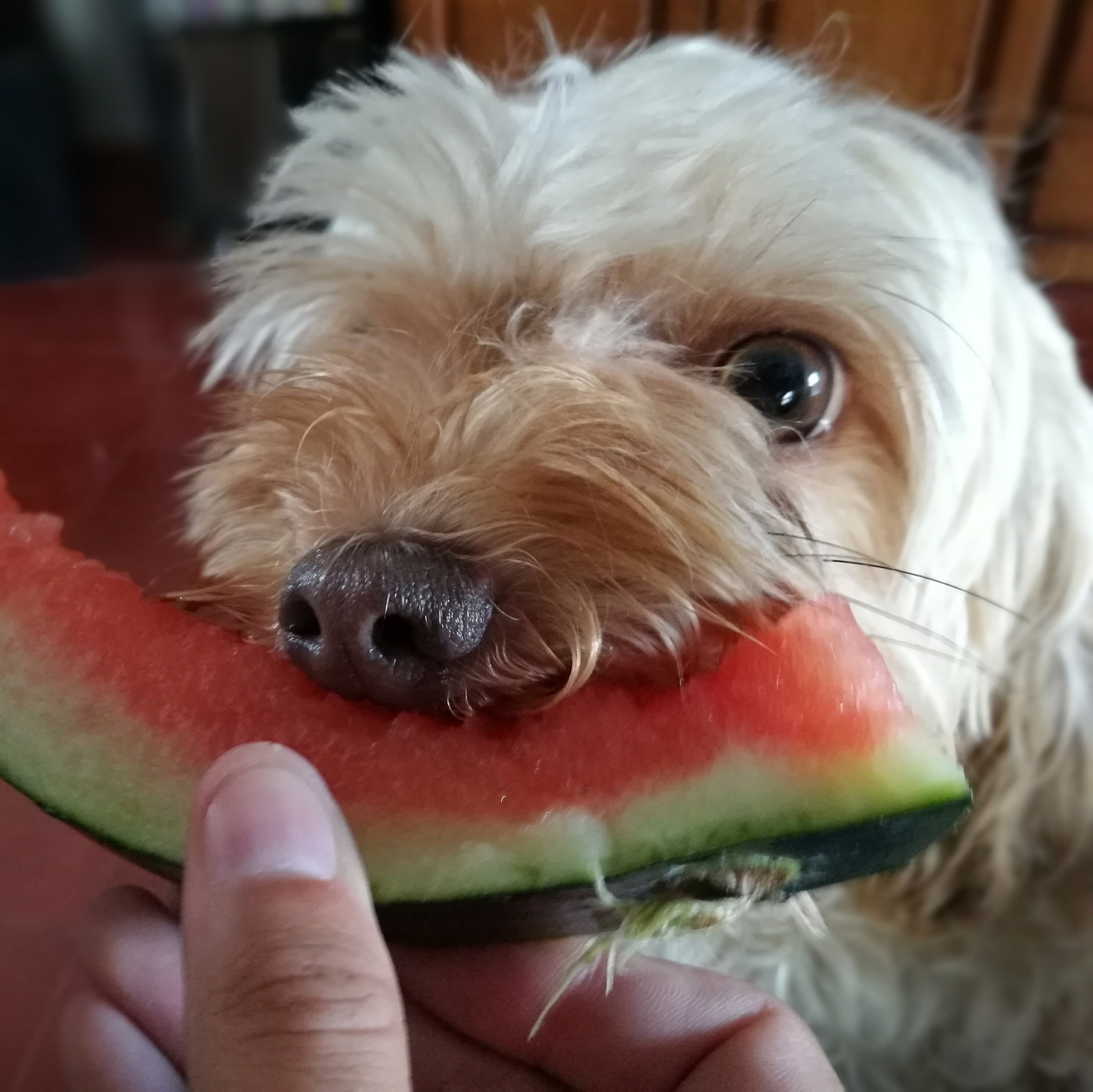 Qué frutas pueden comer los perros - El Blog de Uma