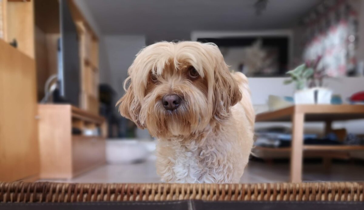 Caspa en perros: causas y soluciones - El Blog de Uma
