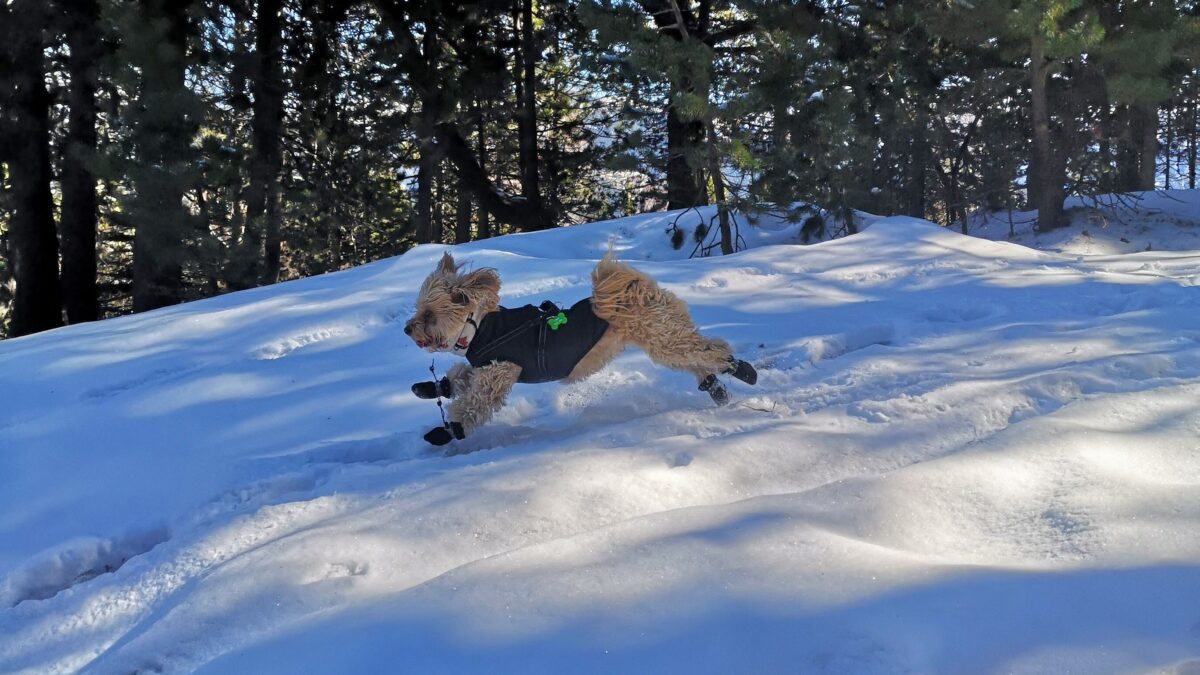 Perros en la nieve: consejos para ir preparados - El Blog de Uma