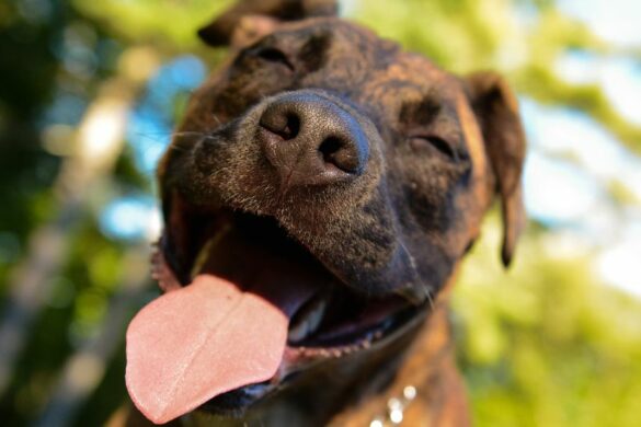 Perros sin Cola: Razas, Causas y Qué Significa (2026)
