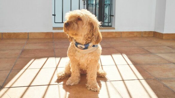 Quistes Sebáceos en Perros: ¿Son Peligrosos?