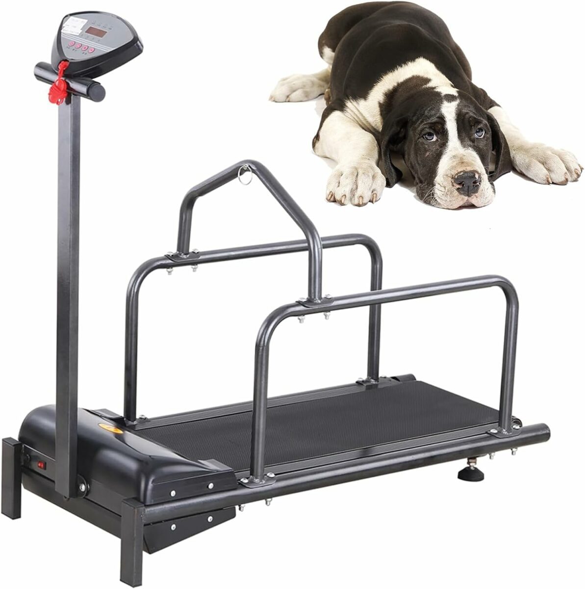 Productos para perros de Amazon Prime que te sorprenderán - El Blog de Uma